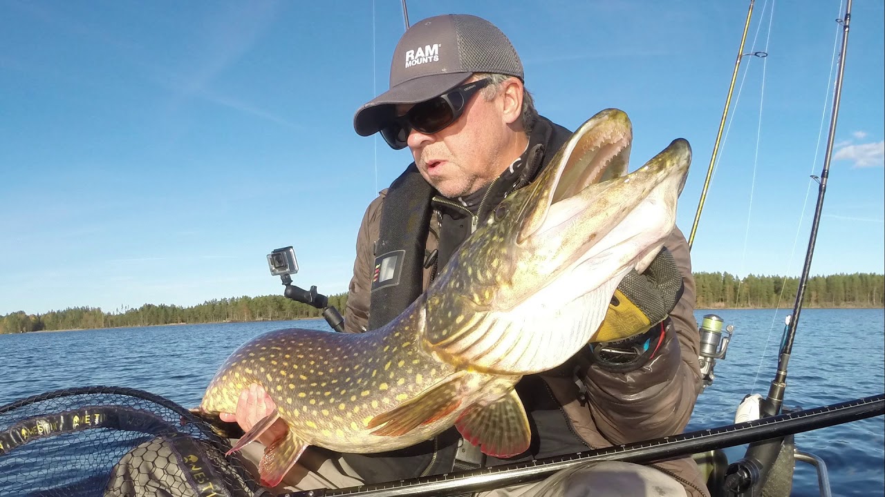Catching big pike with Livescope from Garmin - YouTube