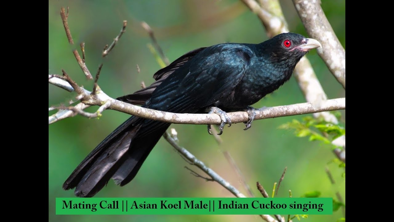 Mating Call || Asian Koel (male)|| Indian Cuckoo || Bird singing || New ...