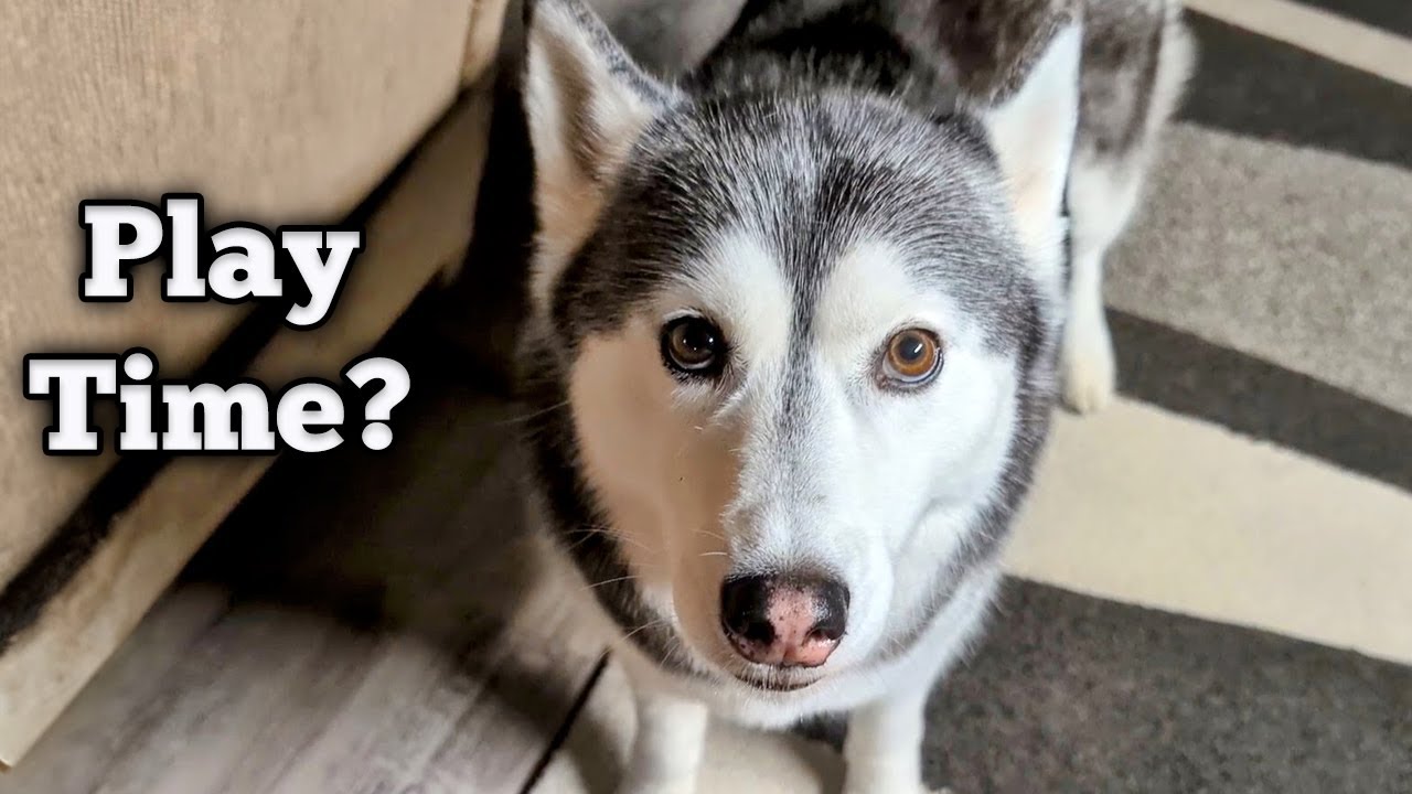 My Husky HAS To Play This Game . . . or Else! - YouTube