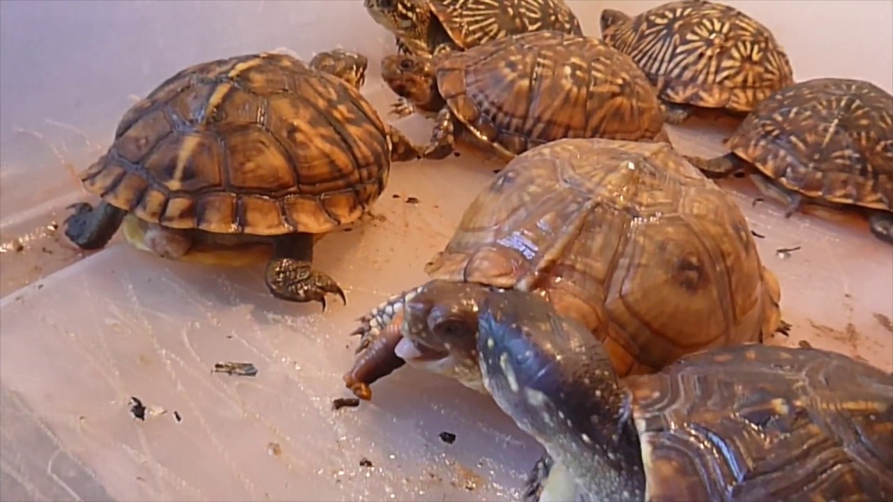 Box Turtles Feeding on Night Crawlers - YouTube