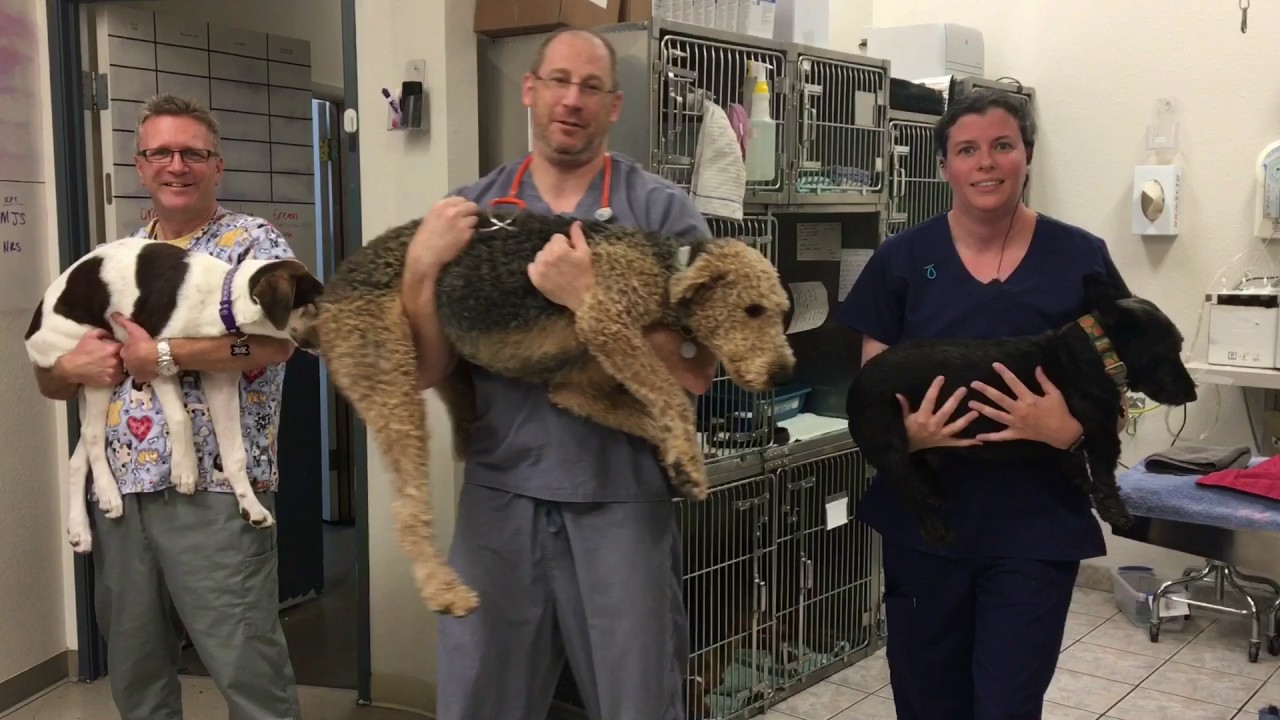 Squat Your Dog Challenge - Vet Edition - YouTube