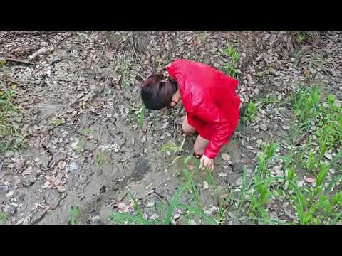 38.The girl, wearing rain boots, got stuck in the mud.