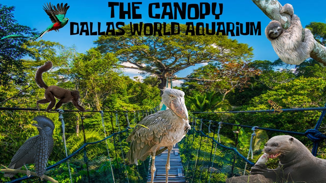 Uncaged Zoo Tours: The Canopy at the Dallas World Aquarium ft. SLOTH # ...