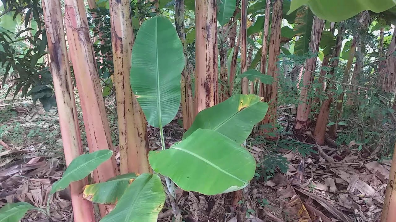 COMO CUIDAR DA SUA BANANEIRA - YouTube