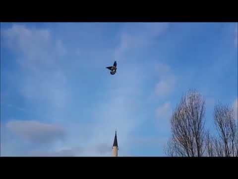 SEFERLİ TAKLACI OYUN KUŞU SERİ-8 GÖKLER SERİSİ MAVİ DİŞİ NO1