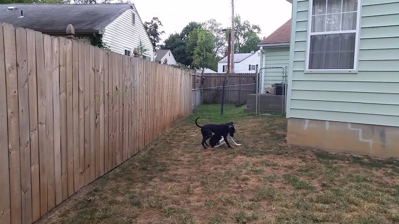 Baroness plays with Murphy - YouTube