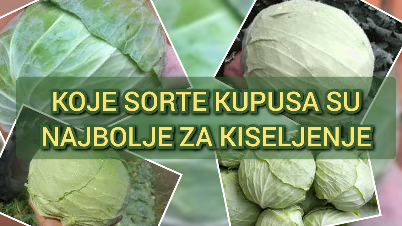 Evo koje sorte kupusa su najbolje za kiseljenje i kako da ih prepoznate ...