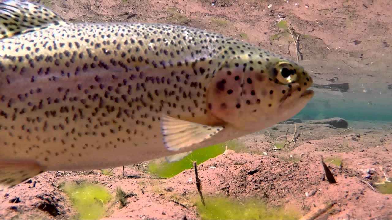 Maroon Bells Rainbow Trout swimming by - YouTube