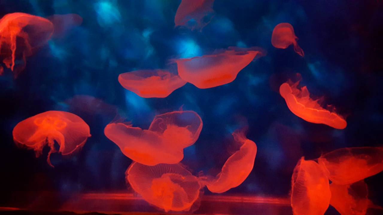 SEA LIFE Melbourne Aquarium : Color Changing Jellyfish - YouTube