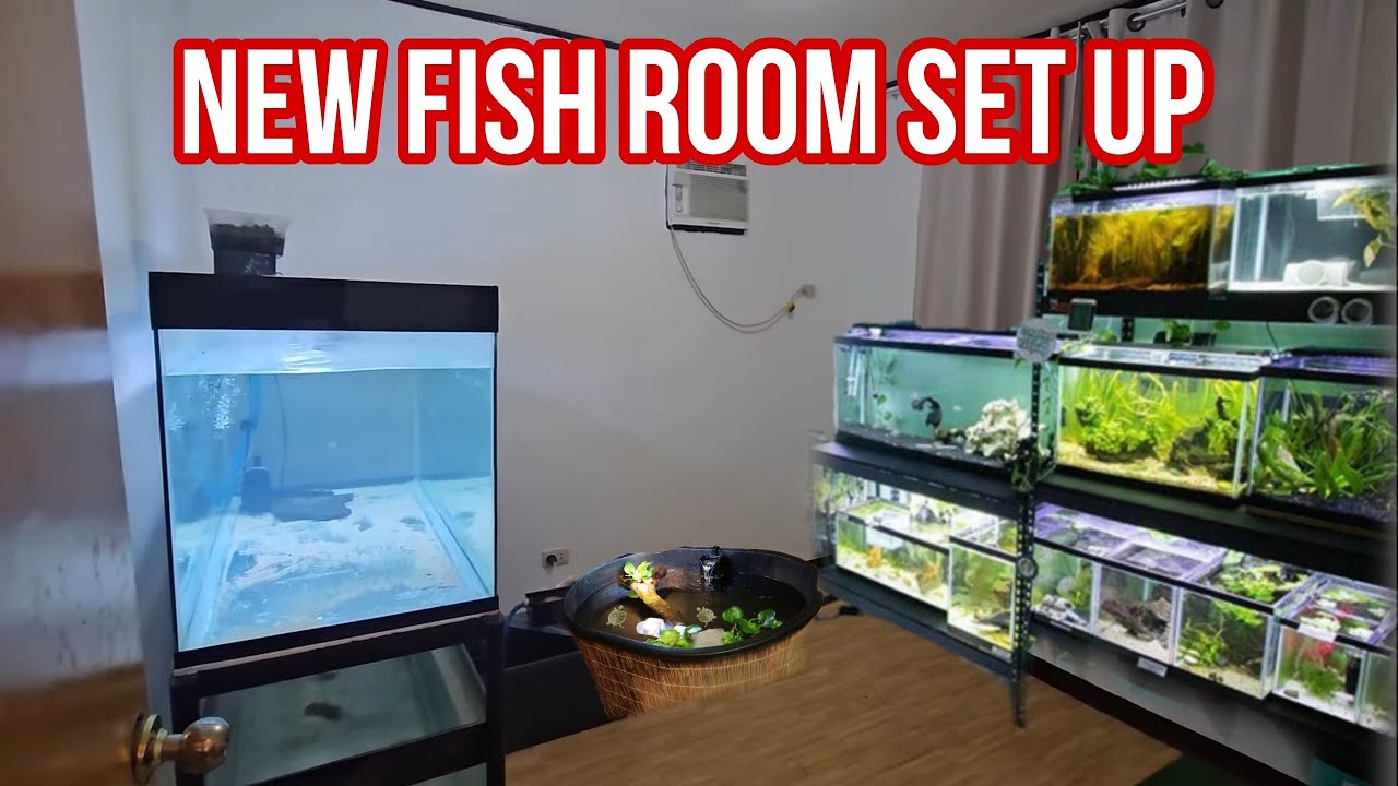 Turtle Room Set Up - YouTube
