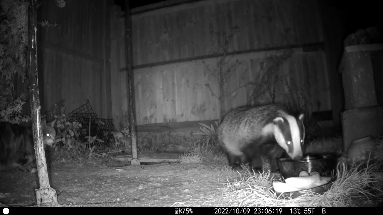 cat and badger - YouTube