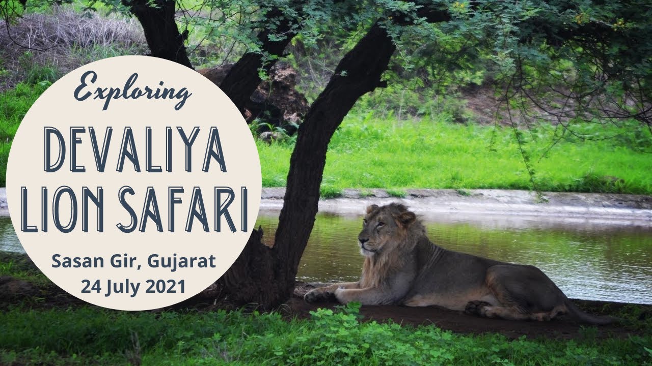 Devaliya Safari Park | Gir Interpretation Zone | Uncut Video | Gir Lion ...