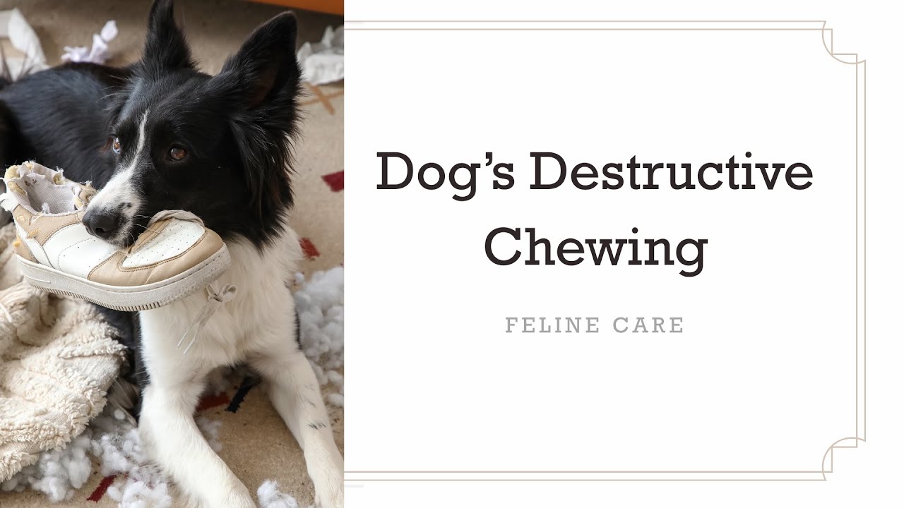 Dog's Destructive chewing | What Stops Their Destructive Chewing ...