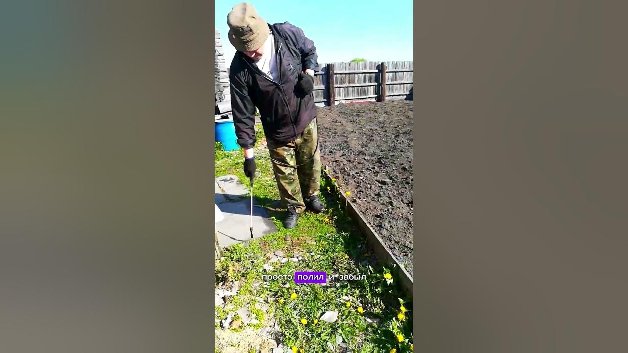 Это средство избавит вас от сорняка! раз и на всегда #огород #дача #сад ...