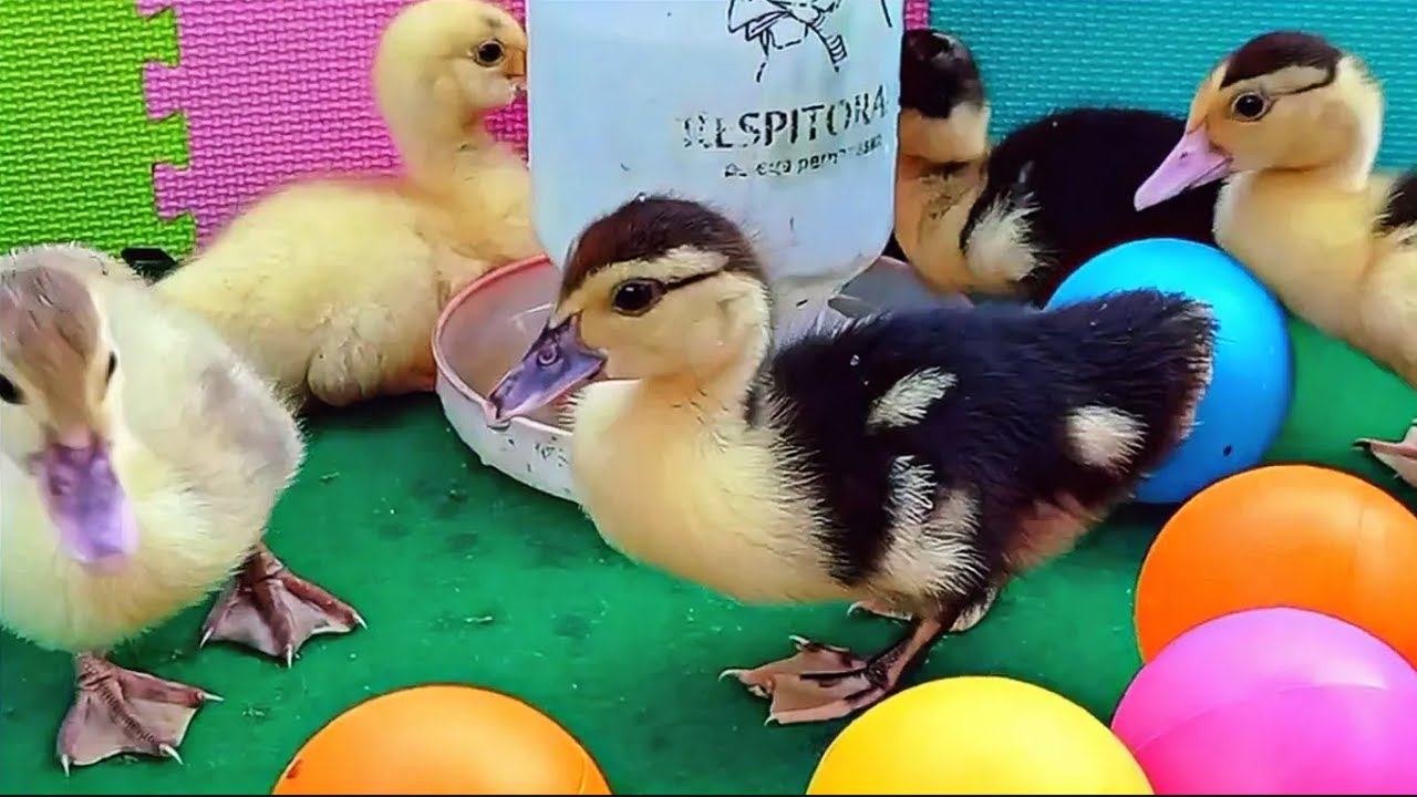 Cute Ducks want to be eaten by crocodiles | PART 38 - YouTube
