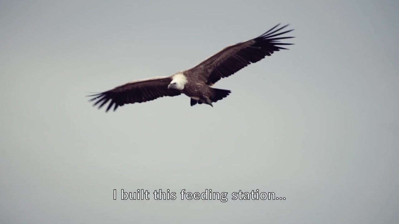 One man's fight to save vultures - YouTube
