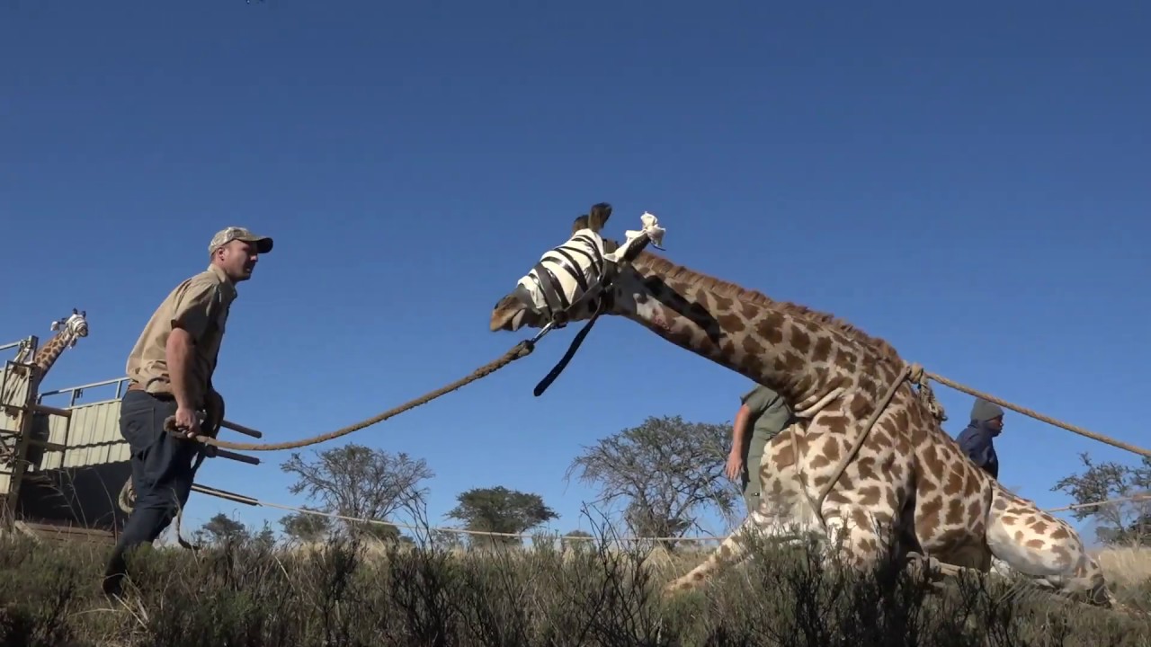 Giraffe Capture - YouTube