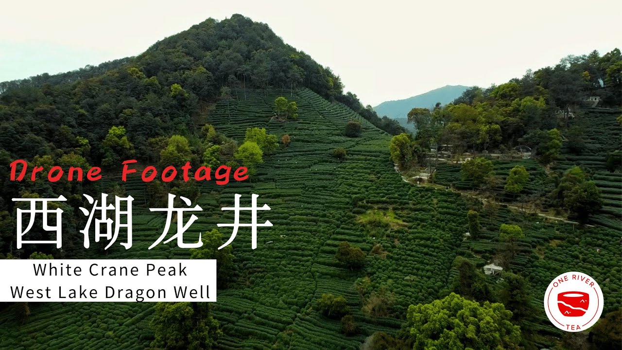 West Lake Dragon Well Green Tea Fields (Drone Footage) - YouTube