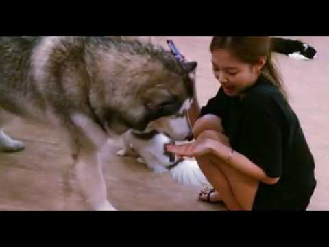 BLACKPINK Jennie & Rose Predebut Pics @dog cafe