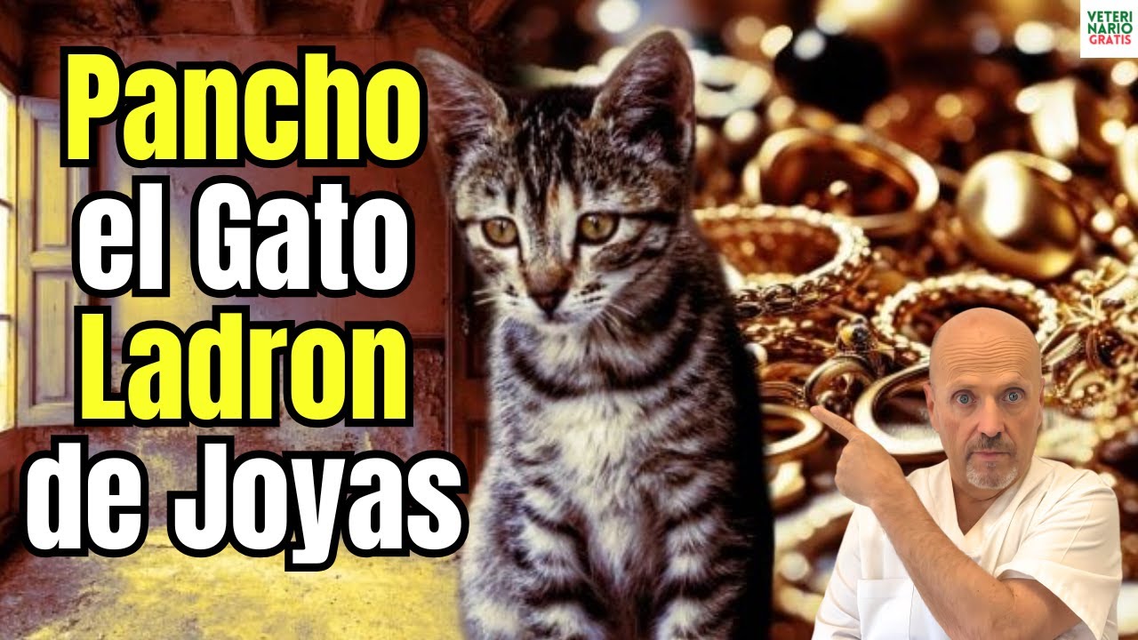🐱💎 LA INCREÍBLE HISTORIA DE PANCHO 🐱💎 EL GATO LADRÓN DE JOYAS DE PALMA ...