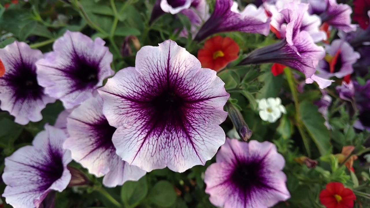 SUPERTUNIA® BORDEAUX Petunia | www.gardencrossings.com - YouTube