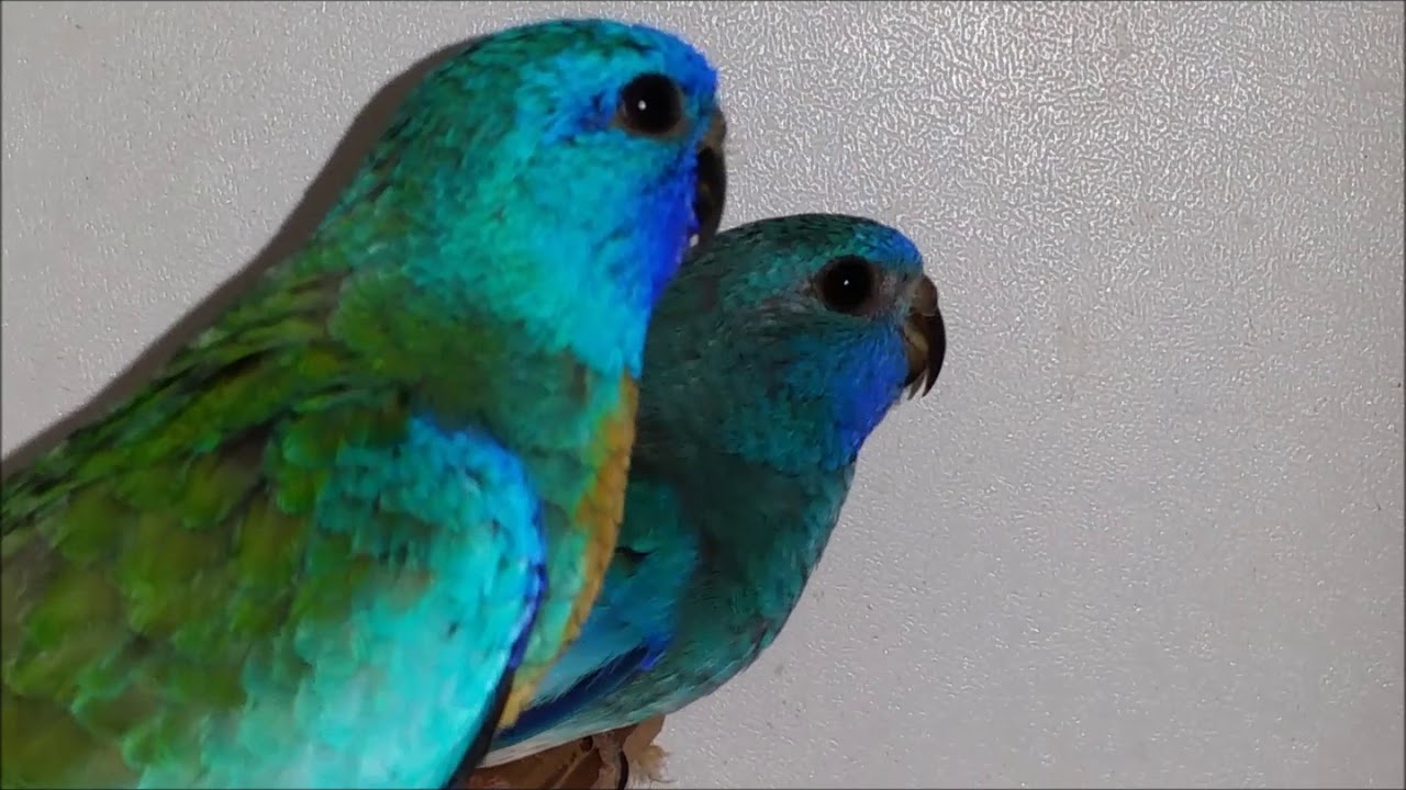 Psittacoms 2018: Quelques Perruches Splendide - YouTube