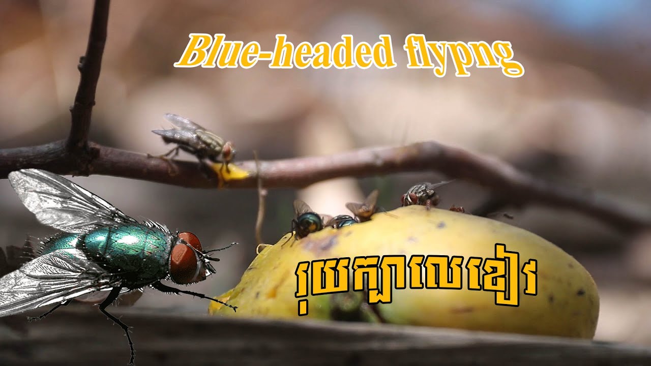 រុយក្បាលខៀវ | Blue-headed fly png - YouTube