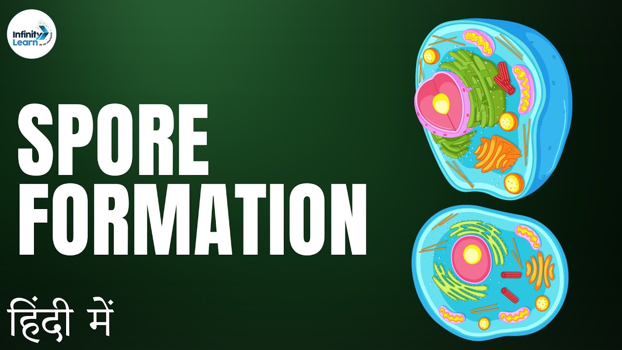 Reproduction Lesson 16 Asexual Reproduction Spore Formation In