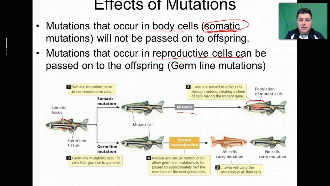 Mutations - YouTube