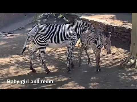 Grevy Zebra mom and babies グレビーゼブラ  ママと子供3ヶ月 ロスアンゼルス動物園