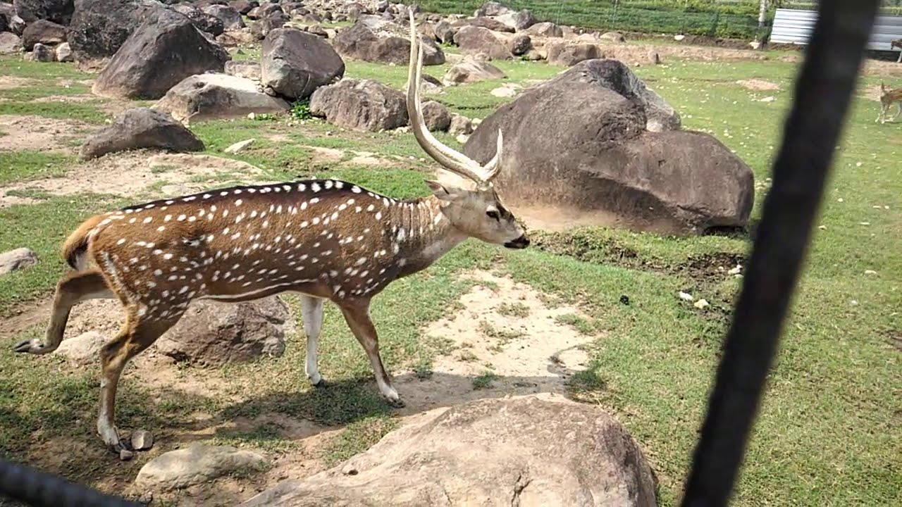 KEBUN BINATANG RUSA J&J - YouTube