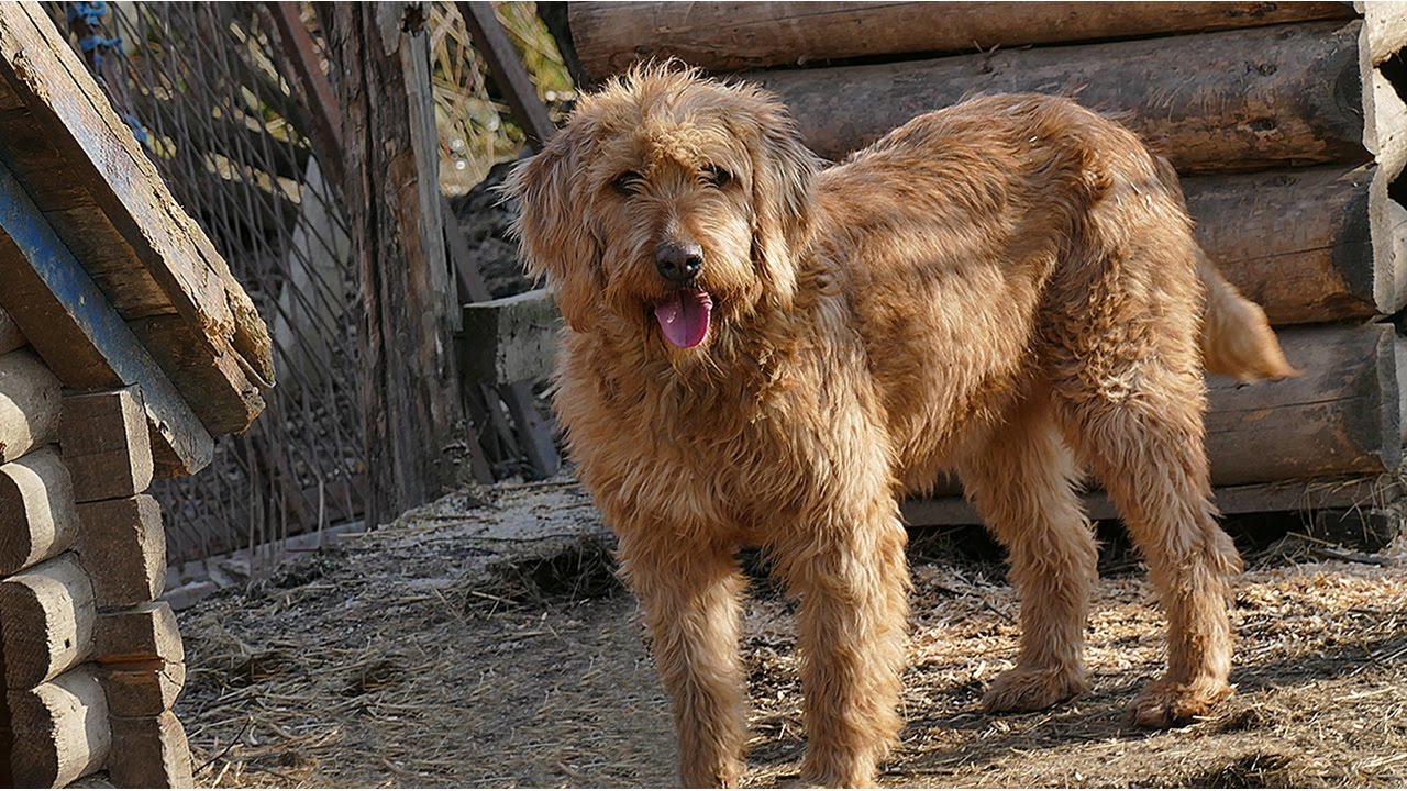 Najveće leglo Bosanskog Baraka - 4K - YouTube