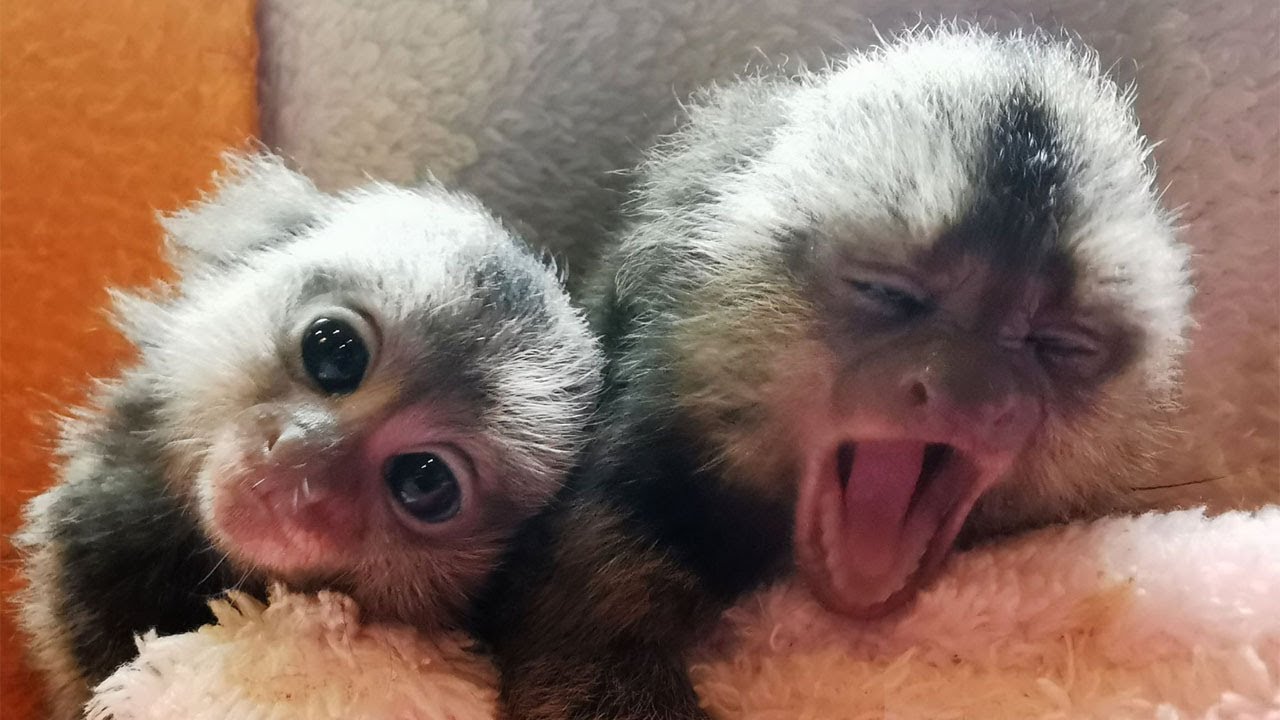 Cute face Marmoset monkey - YouTube