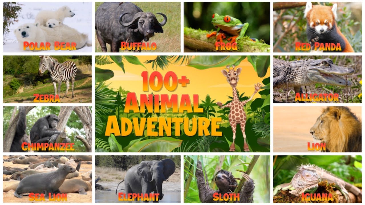 100+ Animals of the World - Learning the Different Names and Sounds of ...