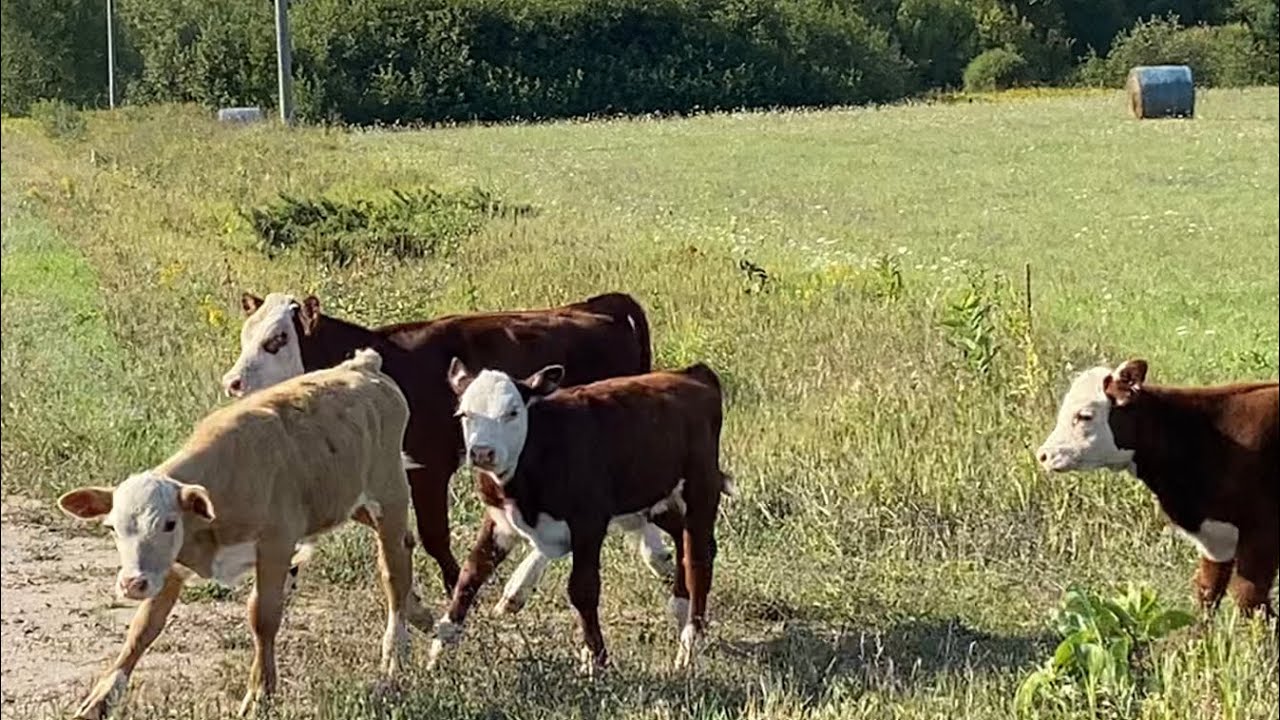 A Real Woman! Chasing Cows. - YouTube