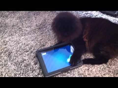 iPad-spill for katter - YouTube