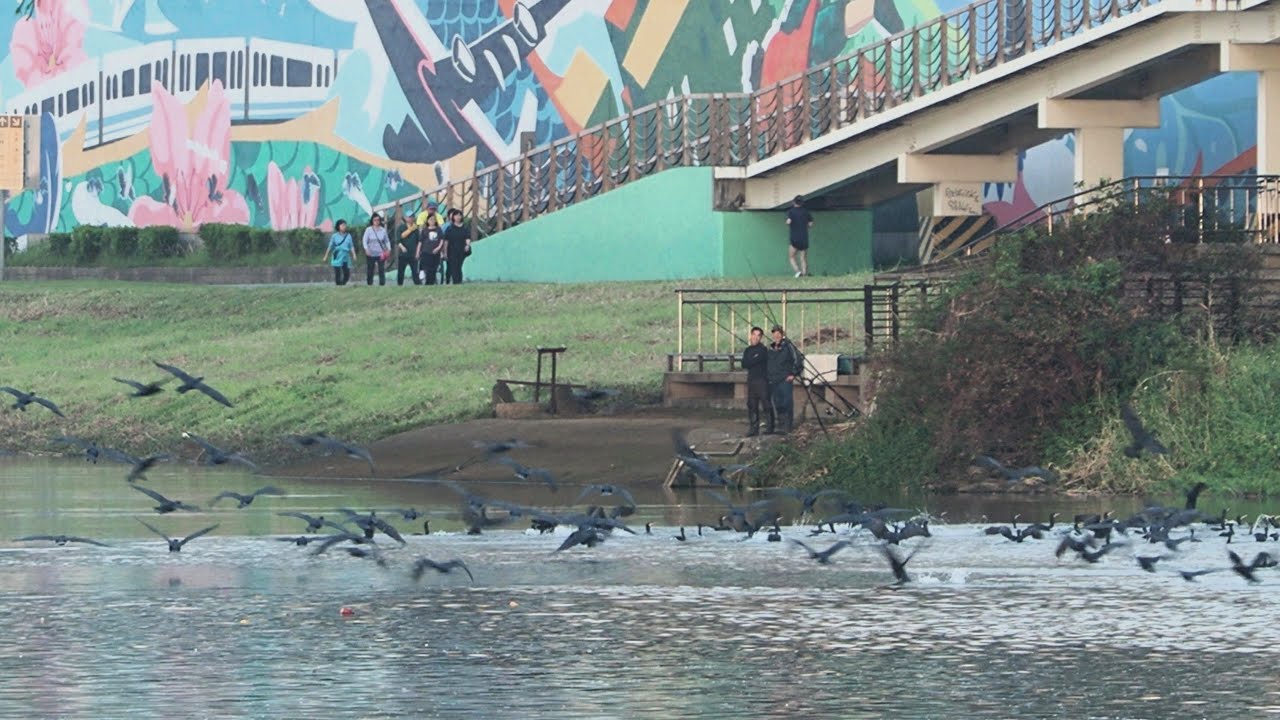 1130120 The great cormorants catching fish by using purse-seine method ...