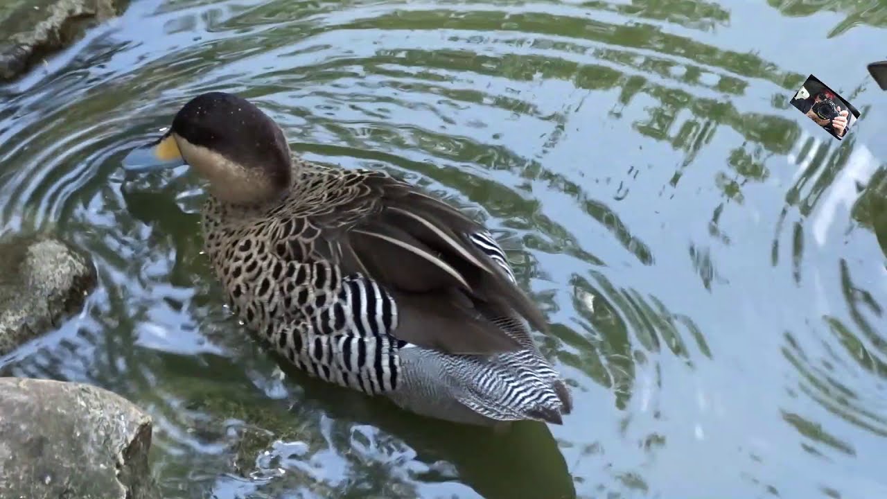 La Sarcelle Versicolore ou sarcelle bariolée - Zoo d'Upie (Drôme ...