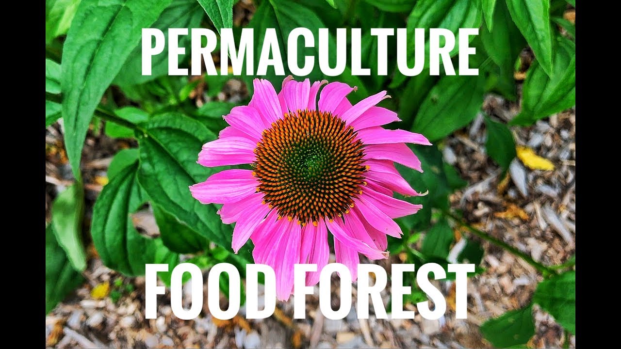 Amazing Permaculture FOOD FOREST - YouTube