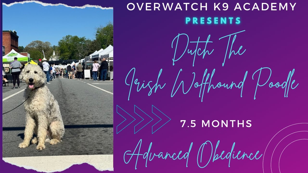 Dutch | 7.5 Mo Irish Wolfhound Poodle Mix | Advanced Obedience ...