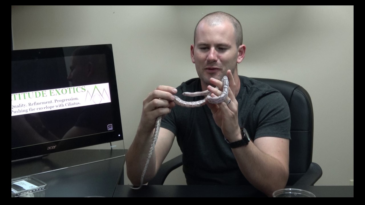 Scaleless Snakes and Cave Geckos!! - YouTube