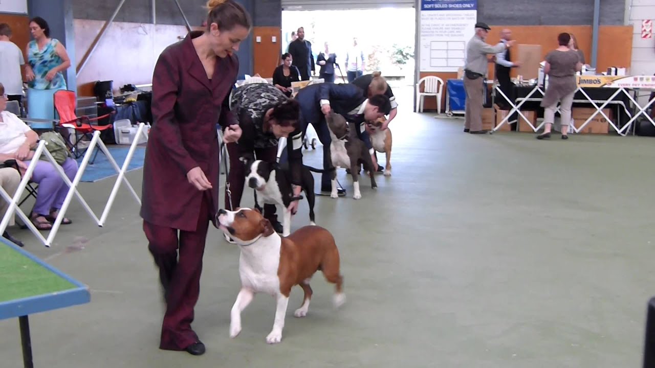 Terrier CH Show, Amstaff Class. Dogs - YouTube