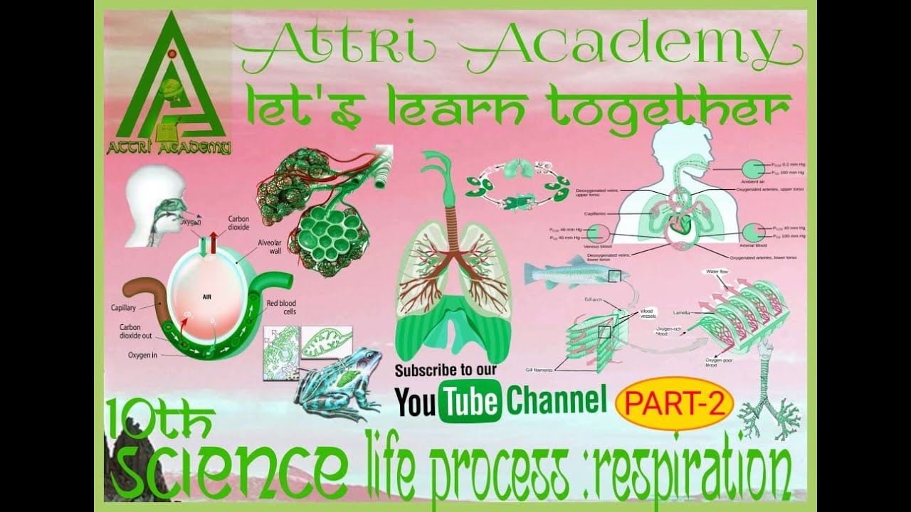 NCERT or CBSE 10th Science Chapter 6 Life Process Human Respiratory ...