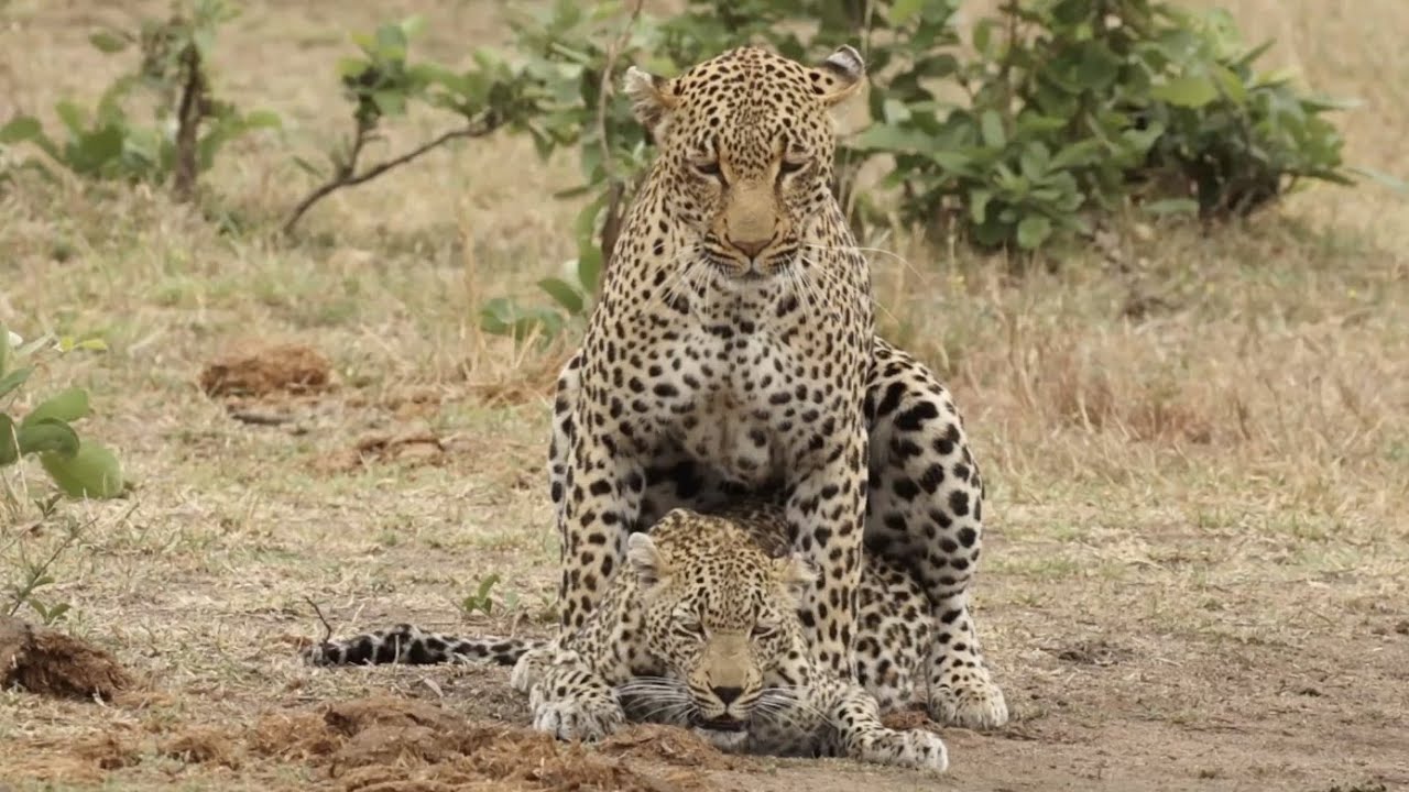 Savanna Safari Diary Episode 12 - YouTube