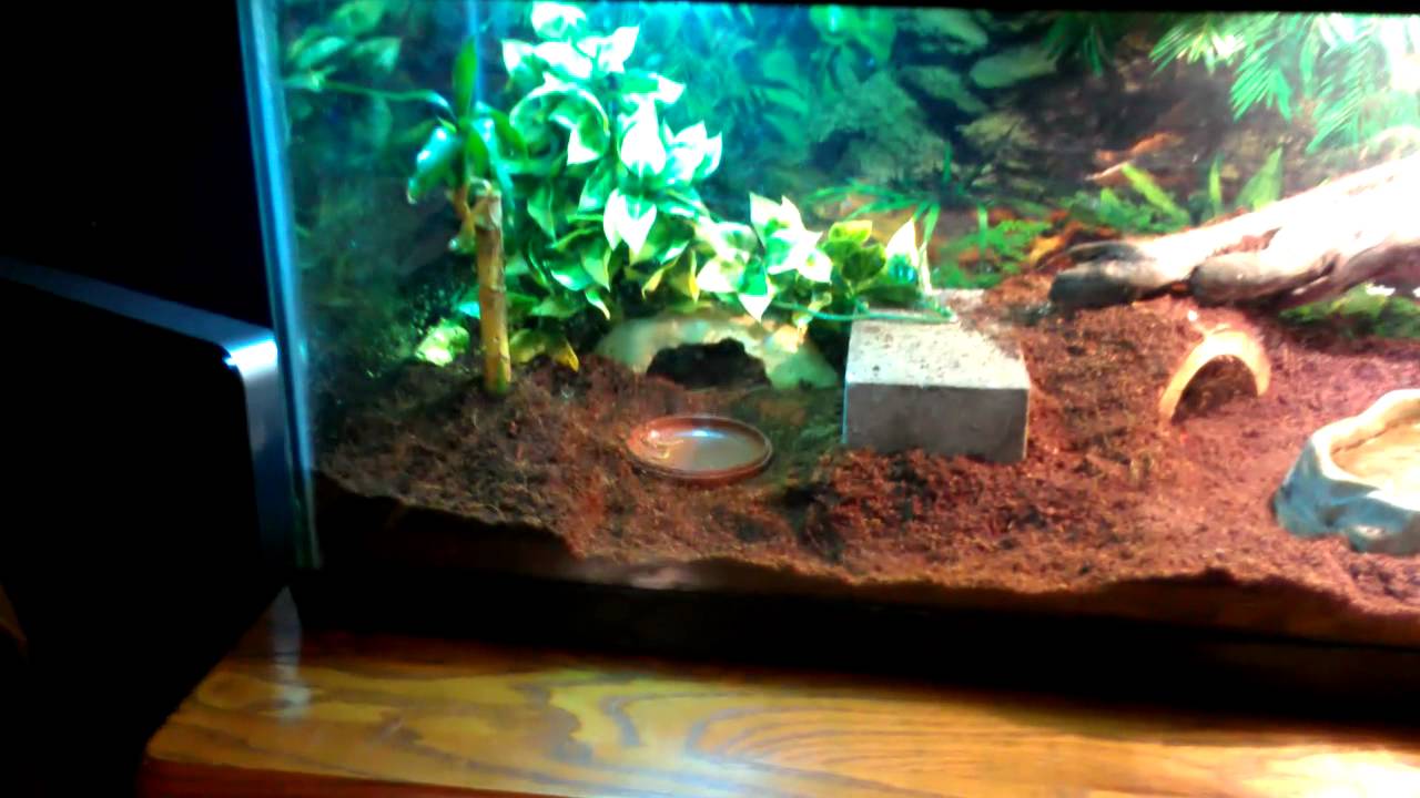 Savannah Monitor Setup Update - YouTube