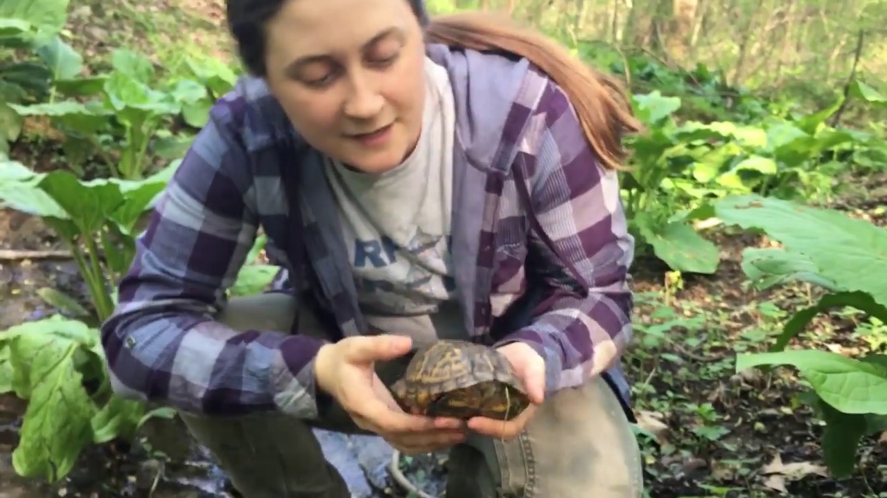 Eastern Box Turtles : nature's camouflage artist - YouTube