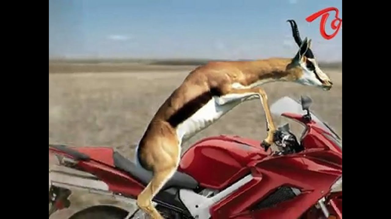 Funny Different Animals Chasing and Scaring People 2020 YouTube just ...