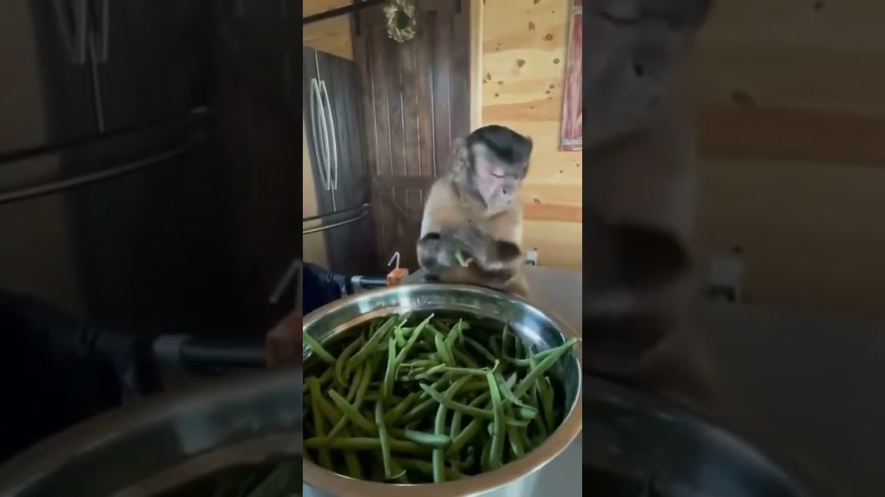 Monkey 🐒 snapping green beans - YouTube