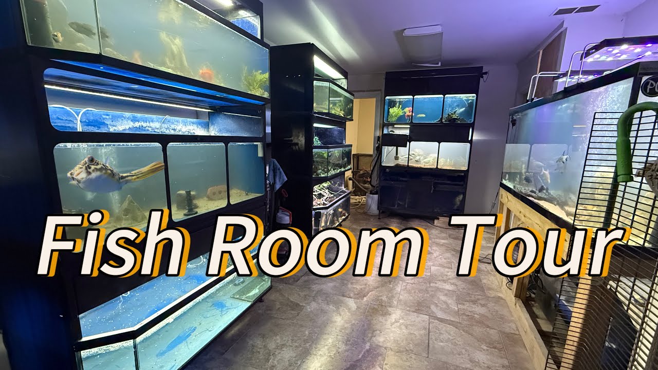 New Fish ROOM Tour… pt 1 - YouTube