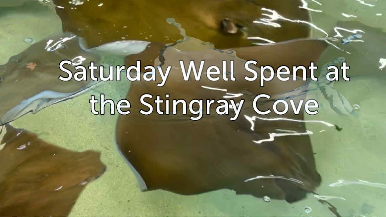 PLAYFUL STINGRAY EXPERIENCE AT THE ZOO| SATURDAY WALKS #STINGRAYS # ...